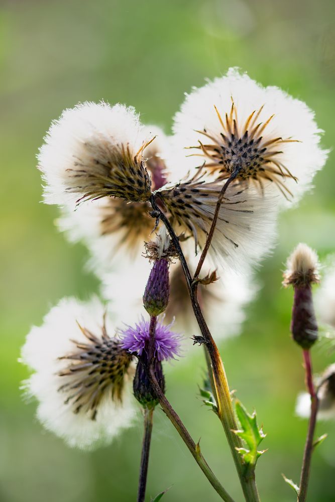 Distel Foto & Bild | outdoor, natur, pflanzen Bilder auf fotocommunity