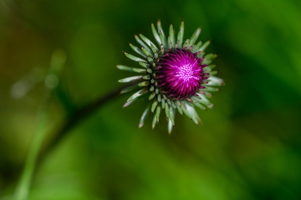 Distel Foto & Bild | natur, pflanzen, blüten Bilder auf fotocommunity