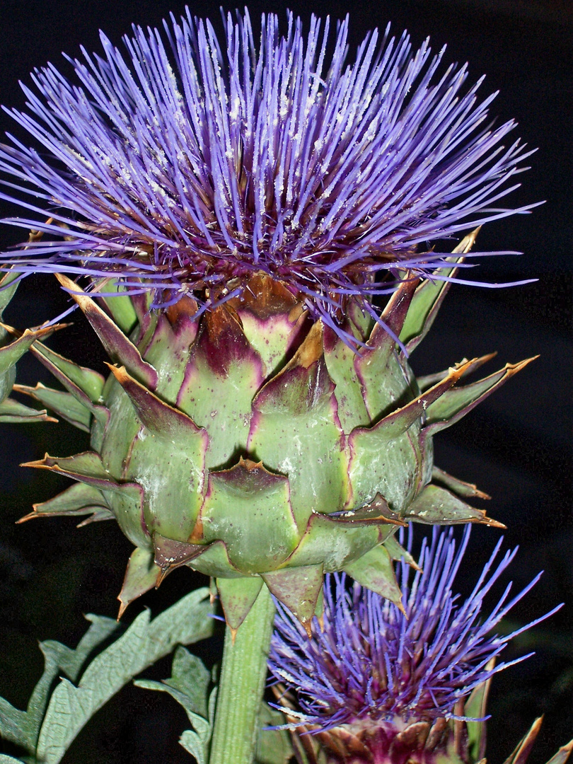 Distel Foto & Bild | pflanzen, pilze & flechten, blüten ...