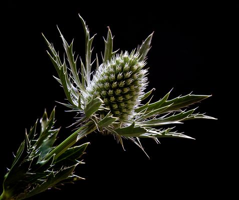 Disteln & Karden Bilder & Fotos