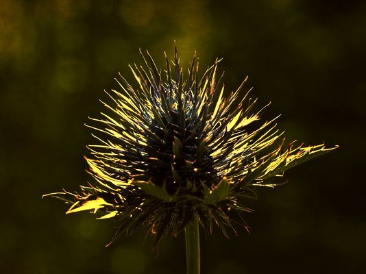 Disteln & Karden Bilder & Fotos