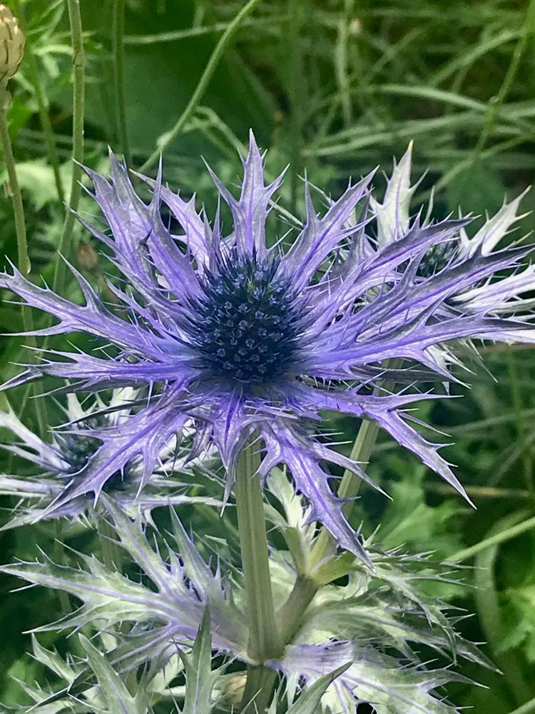 Distel Foto & Bild | pflanzen, pilze & flechten, sommer, natur Bilder ...