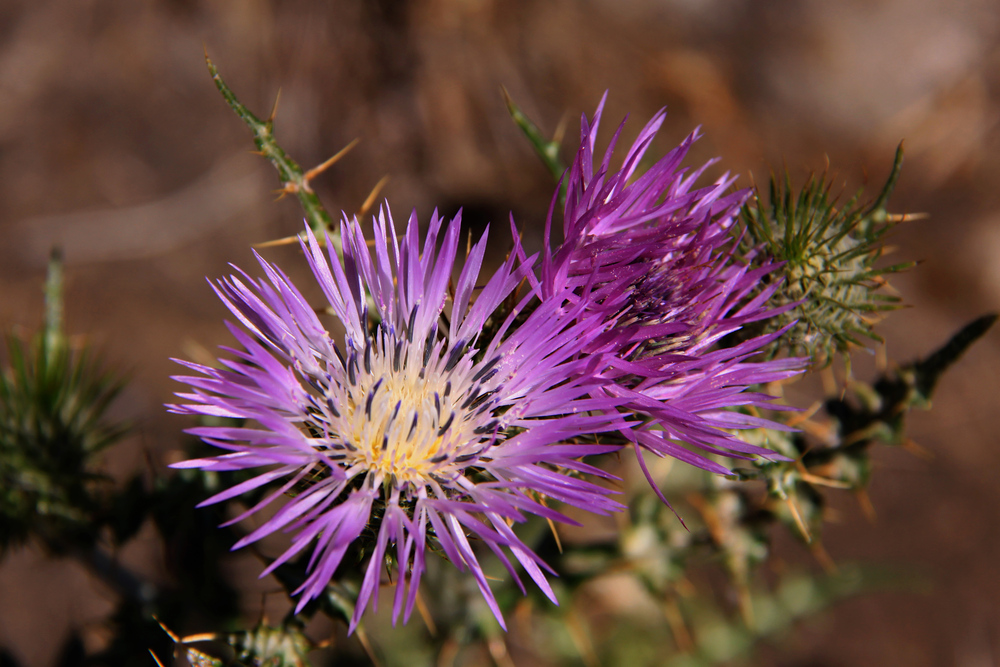 Distel für Distel :-))) Foto & Bild | pflanzen, pilze & flechten ...