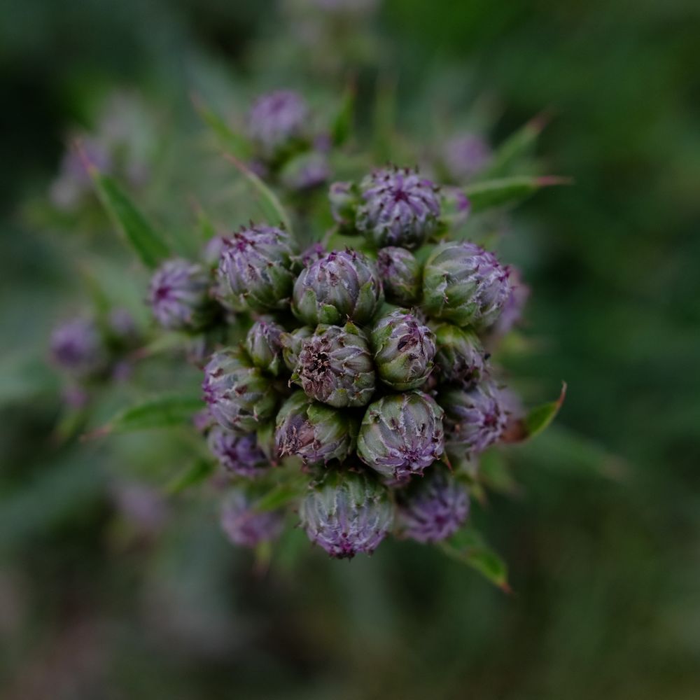 Distel im werden Foto & Bild | natur, blüten, x70 Bilder auf fotocommunity