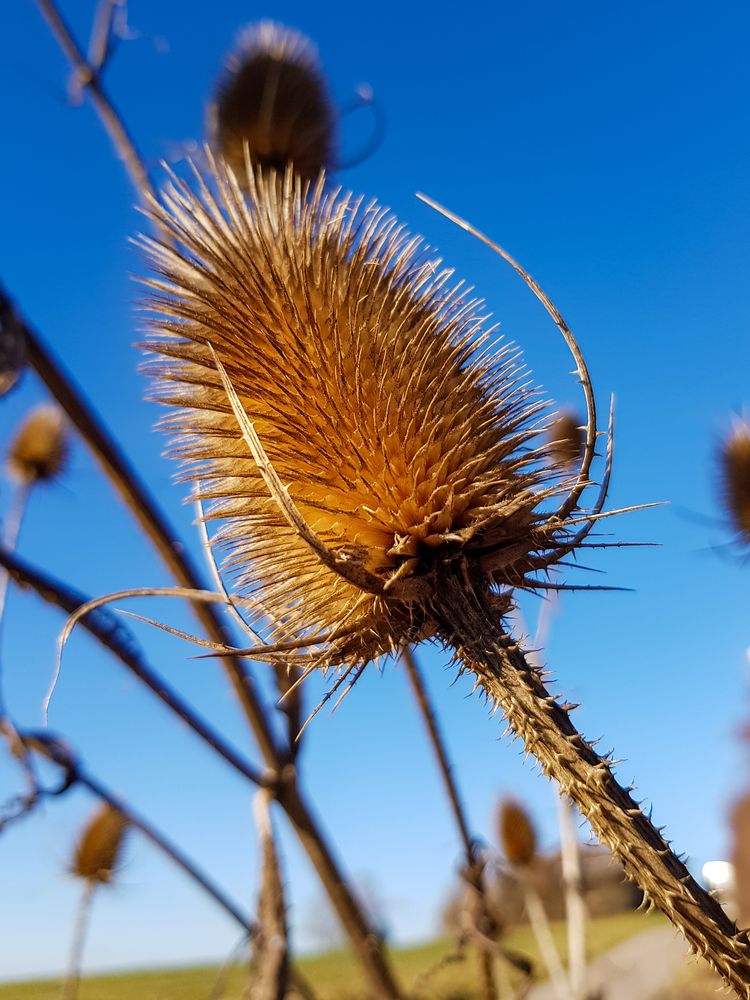 Distel im Winterkleid Foto & Bild | fotos, spezial, natur Bilder auf ...