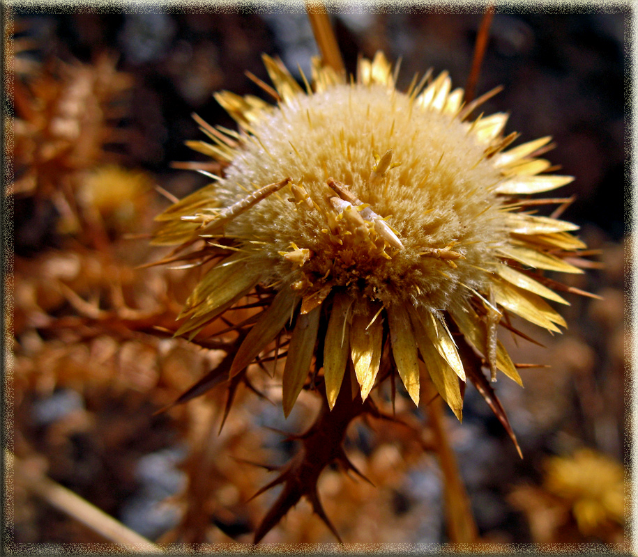 Distel in Portugal Foto & Bild | pflanzen, pilze & flechten, blüten ...