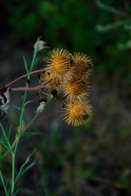 Disteln & Karden Bilder & Fotos