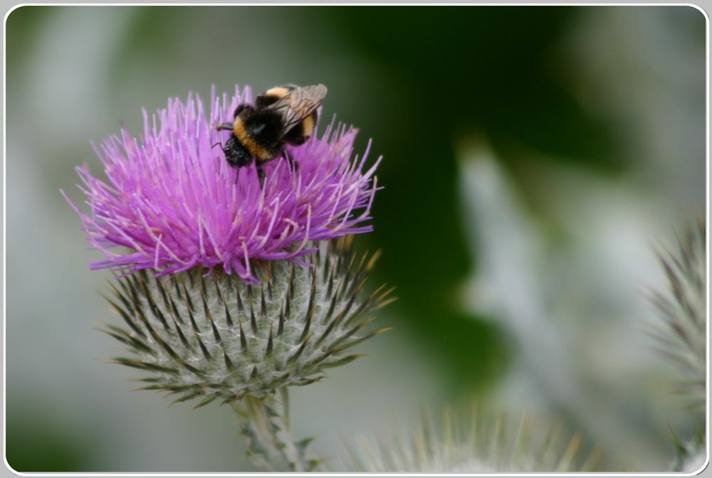 Distel mit Biene Foto & Bild | pflanzen, pilze & flechten, blüten ...