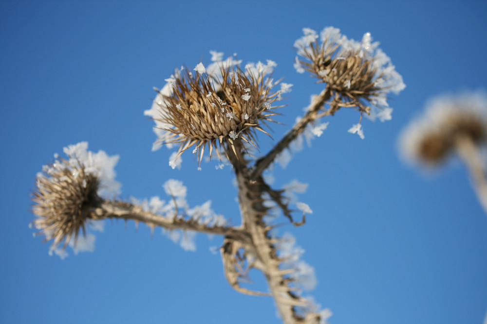 Distel mit Eiskristallen Foto & Bild | archiv projekte naturchannel ...