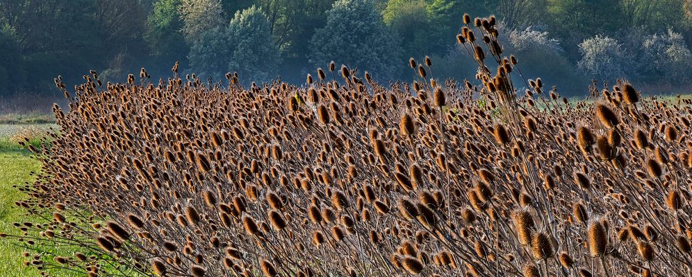 Disteln & Karden Bilder & Fotos