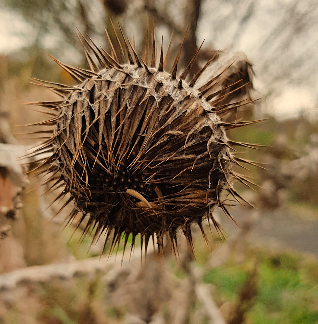 Distel - stachelig aber schön Foto & Bild | pflanzen, pilze & flechten ...