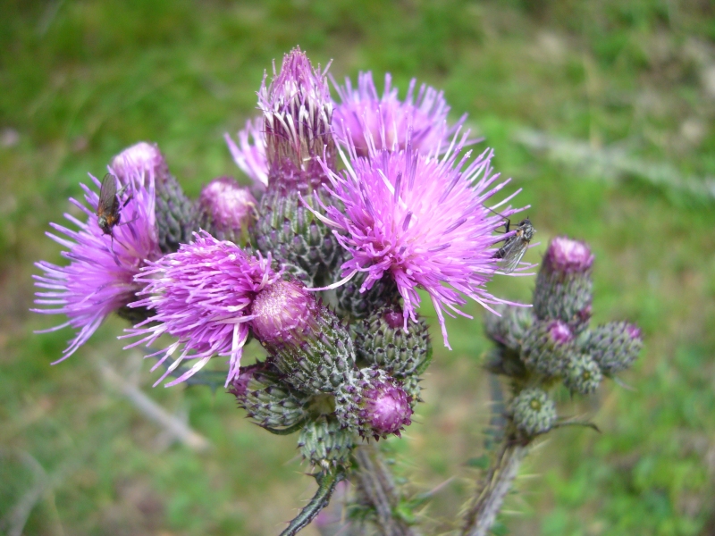 Distel Violett Foto & Bild | pflanzen, pilze & flechten, blüten ...