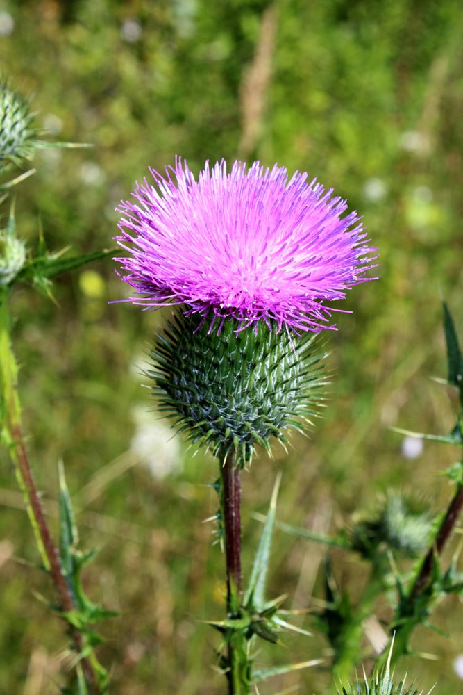Distel vom August Foto & Bild | pflanzen, samen, natur, pflanzen Bilder ...