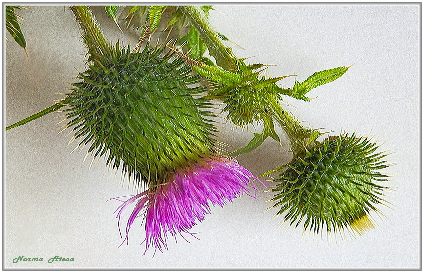 Distel wilde Foto & Bild | blumen, pflanzen, distel Bilder auf ...