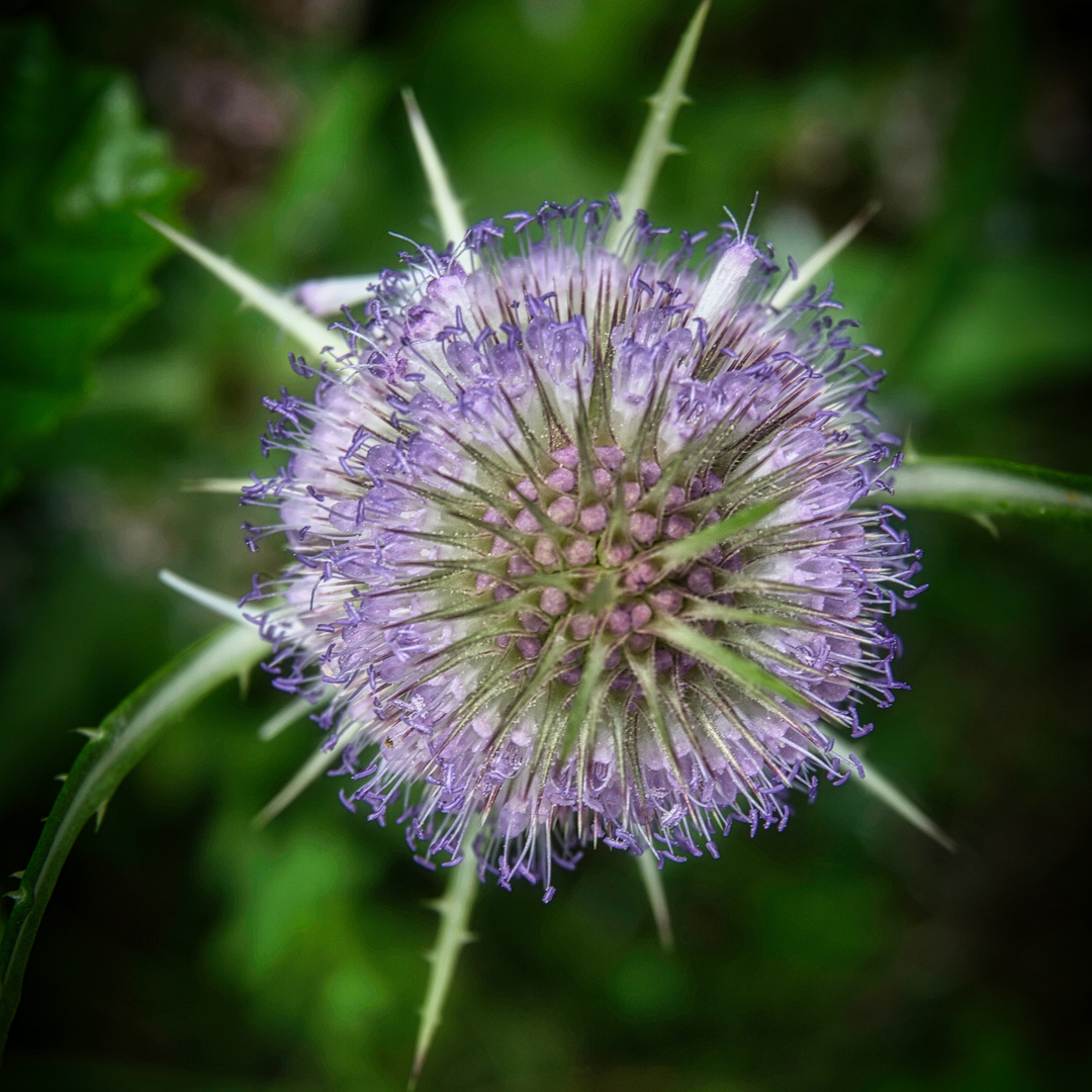 Distel (Wilde Karde) Foto & Bild | spezial, sommer, natur Bilder auf ...