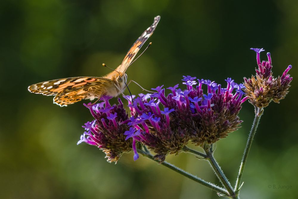 Distelfalter Foto & Bild | nature, nikon, makro Bilder auf fotocommunity