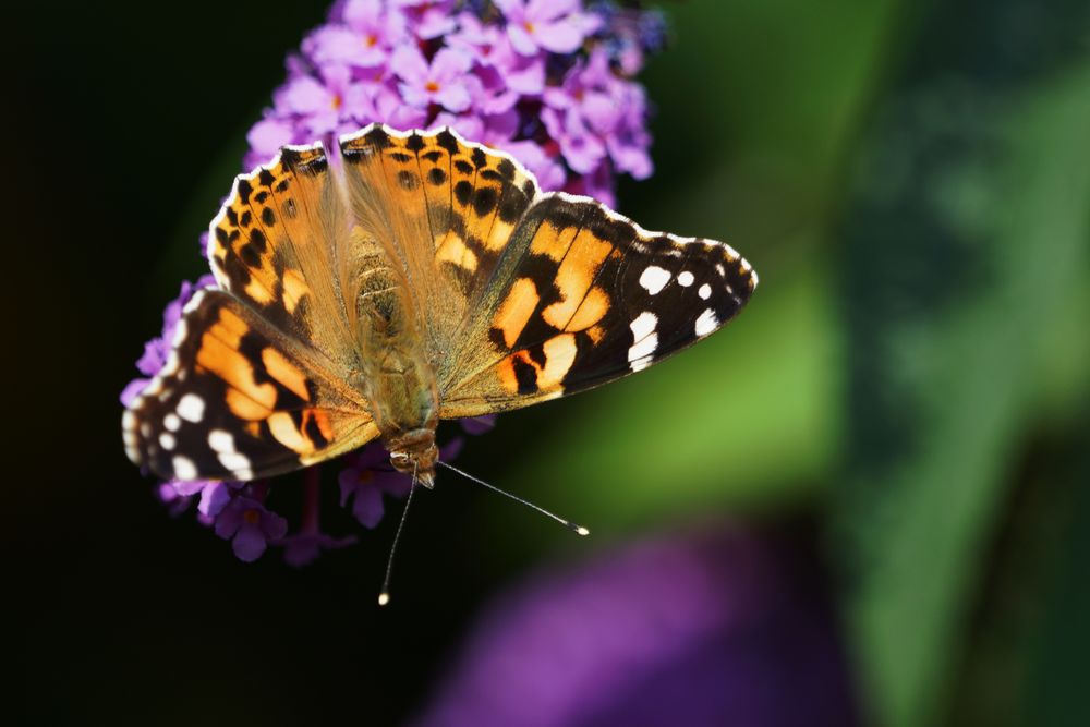 Distelfalter beim saugen Foto & Bild | natur, tier, tiere Bilder auf ...