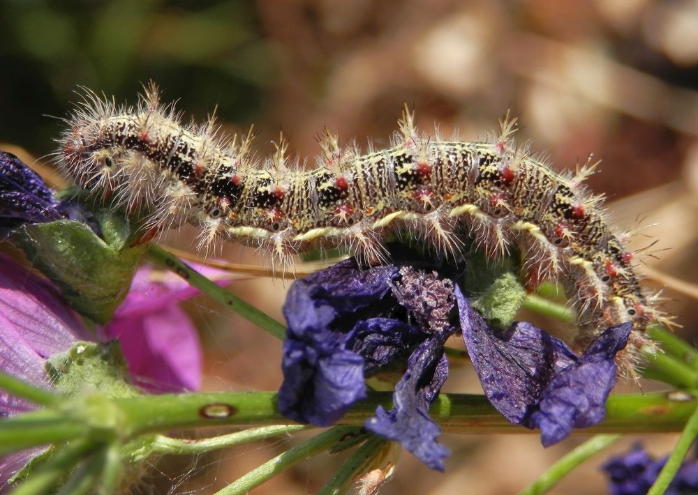 Distelfalter-Raupe (Vanessa cardui) auf Mauretanischer Malve | Flechten ...