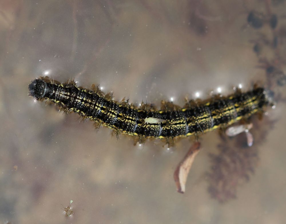 Distelfalter-Raupe3.... Foto & Bild | tiere, wildlife, insekten Bilder ...