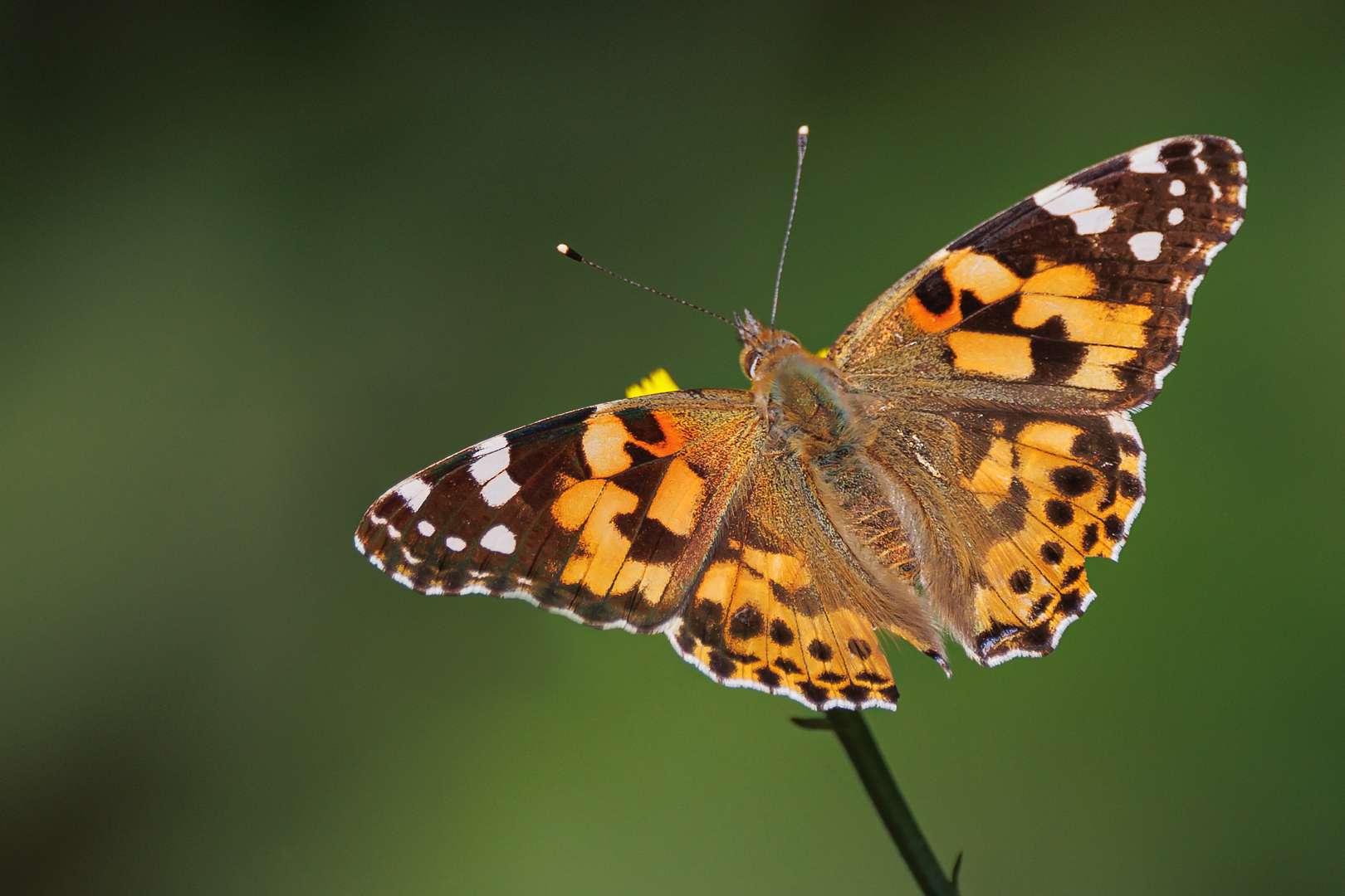 Distelfalter ( vanessa cardui ) Foto & Bild | natur, tiere, wildlife ...