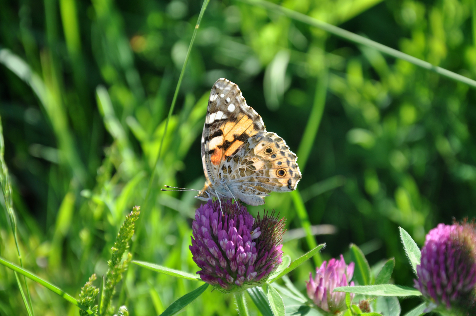 Distelfalter ( Vanessa cardui) Foto & Bild | makro, lila, gras Bilder ...