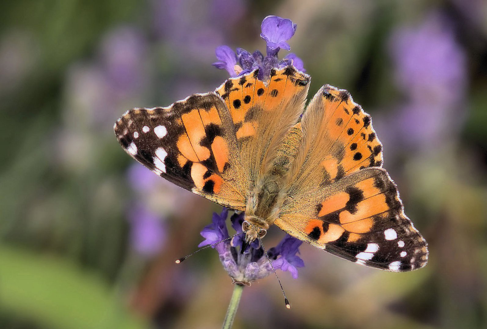 Distelfalter (Vanessa cardui) Foto & Bild | natur Bilder auf fotocommunity