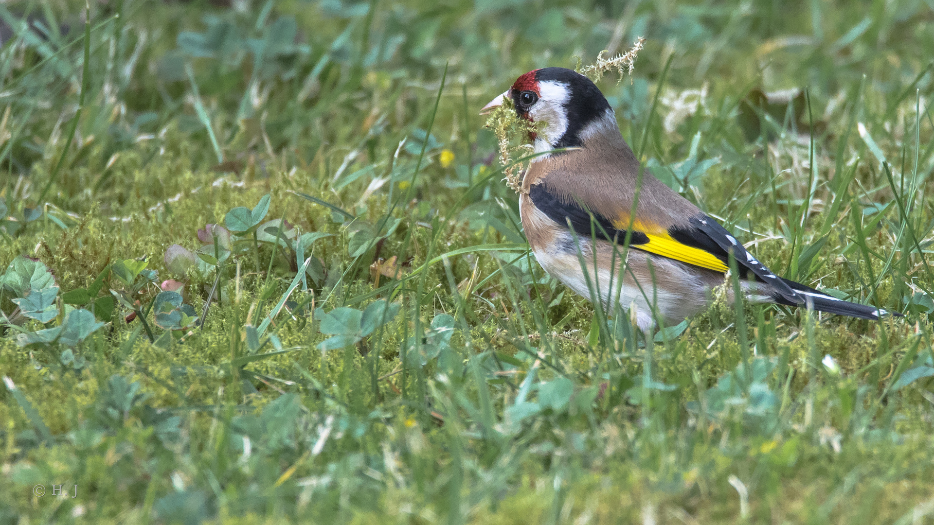 Distelfink Foto & Bild | vögel, natur, tiere Bilder auf fotocommunity