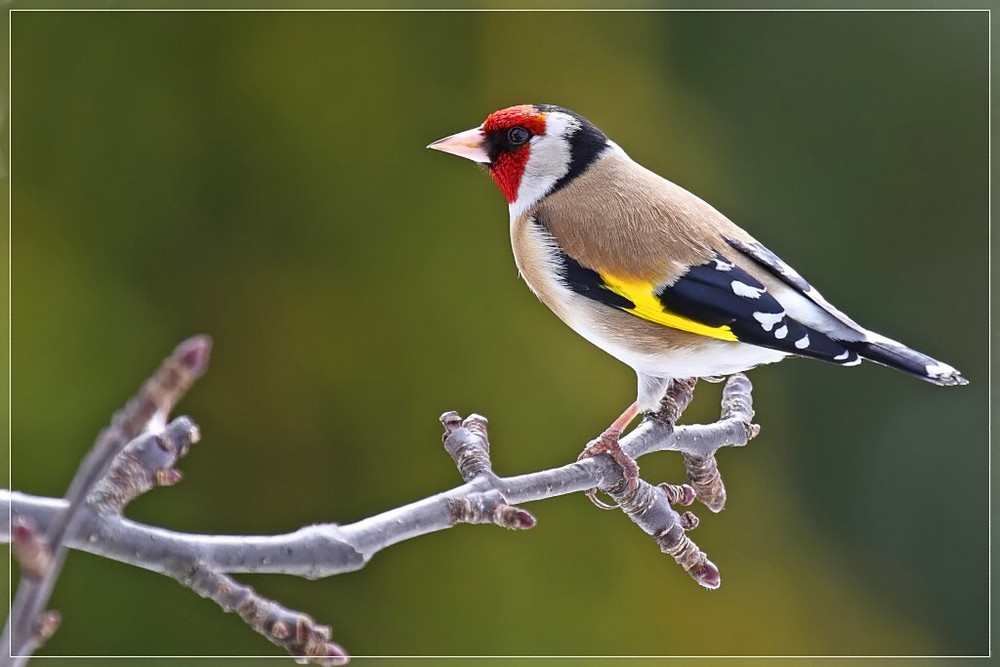 Distelfink Foto & Bild | tiere, wildlife, wild lebende vögel Bilder auf ...