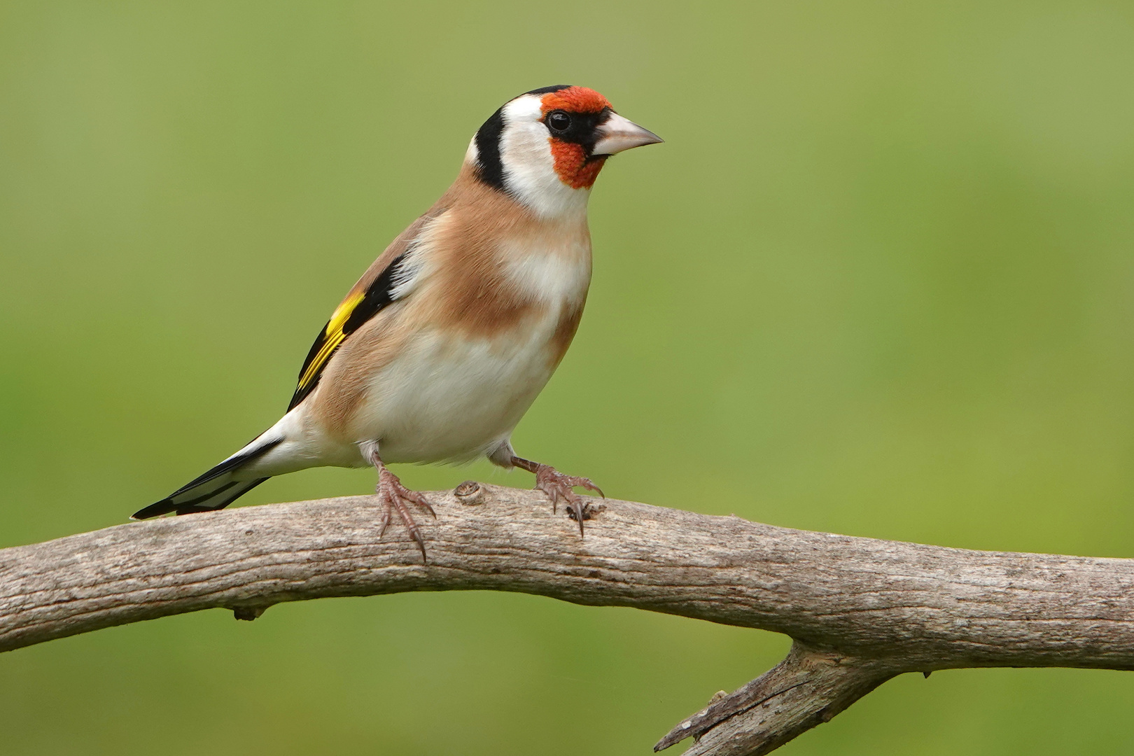 Distelfink Foto & Bild | natur, tiere, vögel Bilder auf fotocommunity