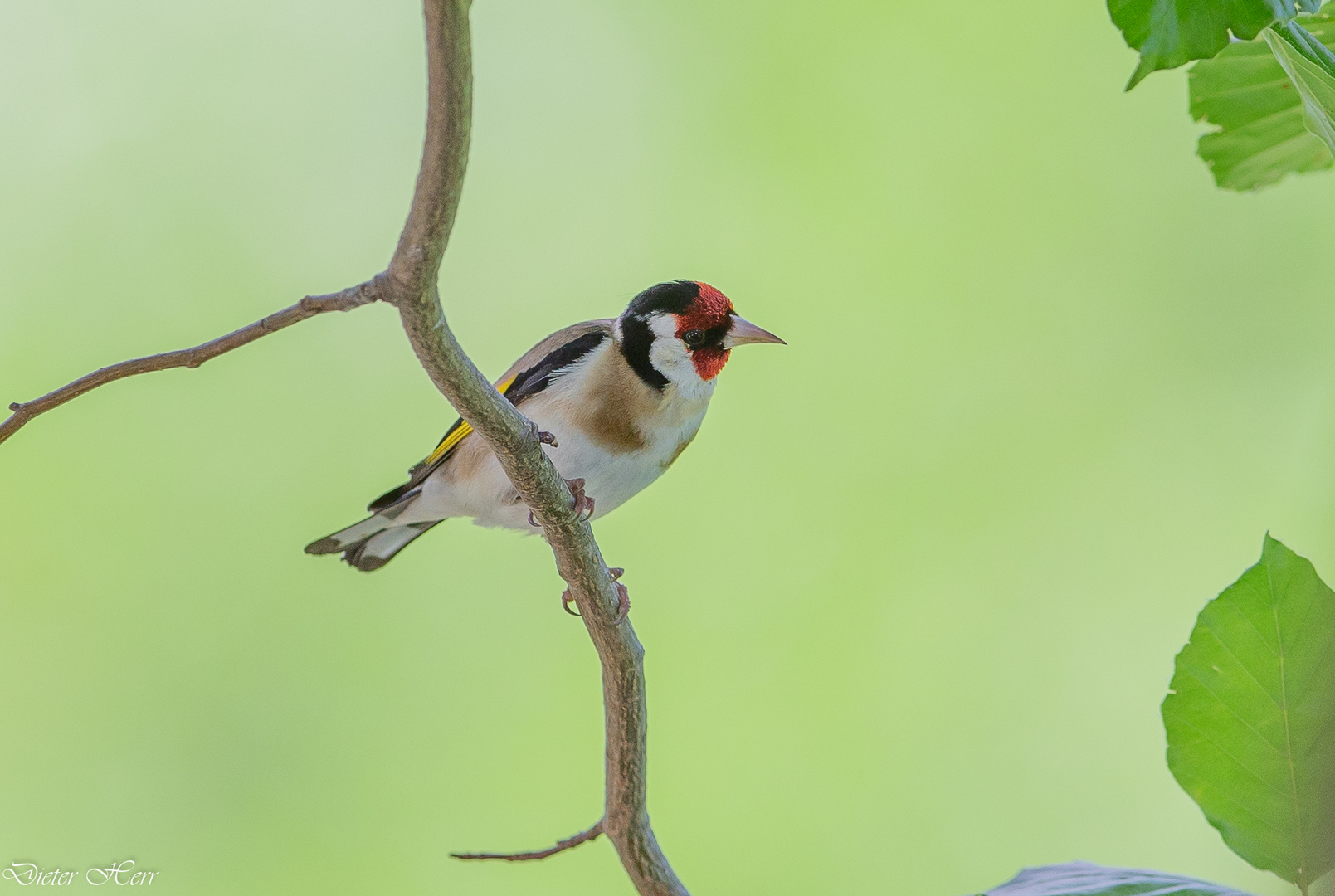 Distelfink... Foto & Bild | natur, tiere, wildlife Bilder auf fotocommunity