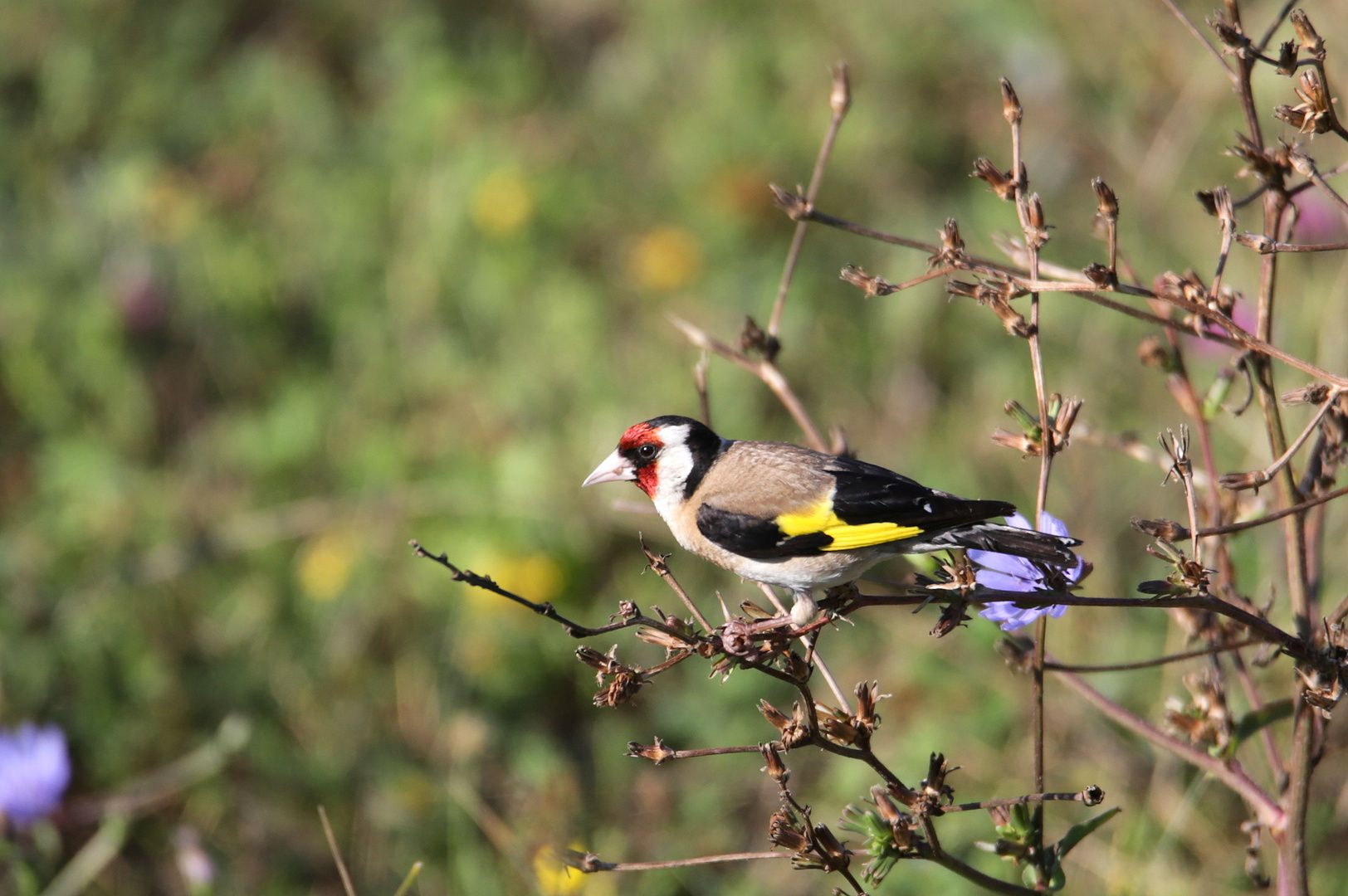 Distelfink Foto & Bild | tiere, wildlife, wild lebende vögel Bilder auf ...