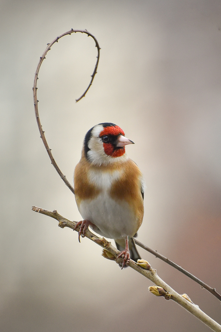 Distelfink (2) Foto & Bild | tiere, wildlife, wild lebende vögel Bilder ...