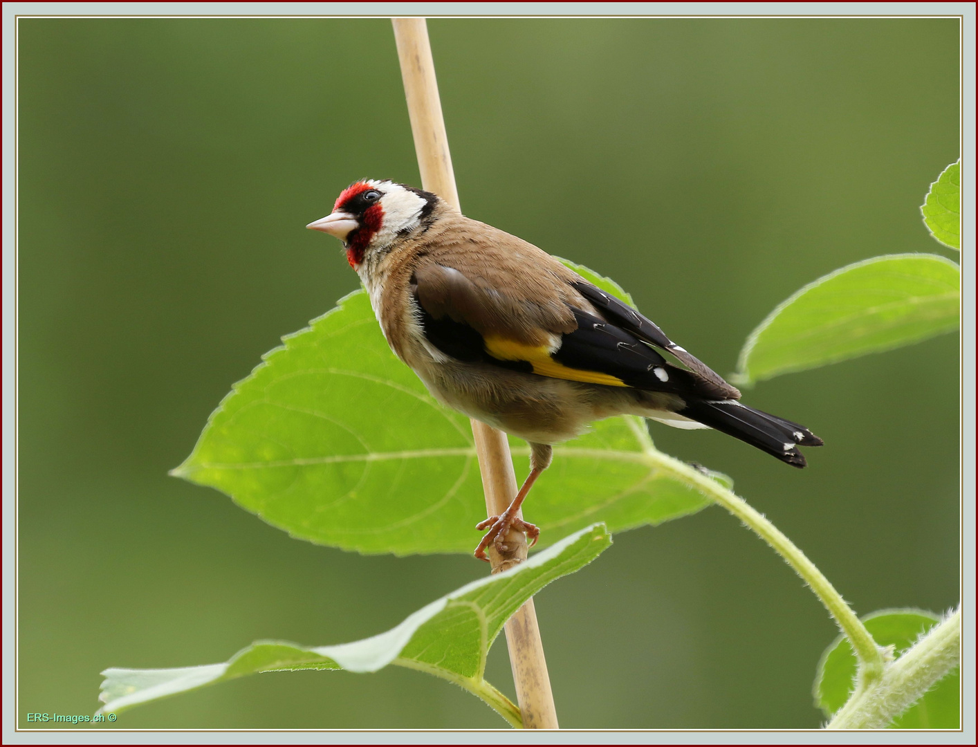 Distelfink 2016-08-12 008 (18) Cardellino Foto & Bild | tiere, wildlife ...