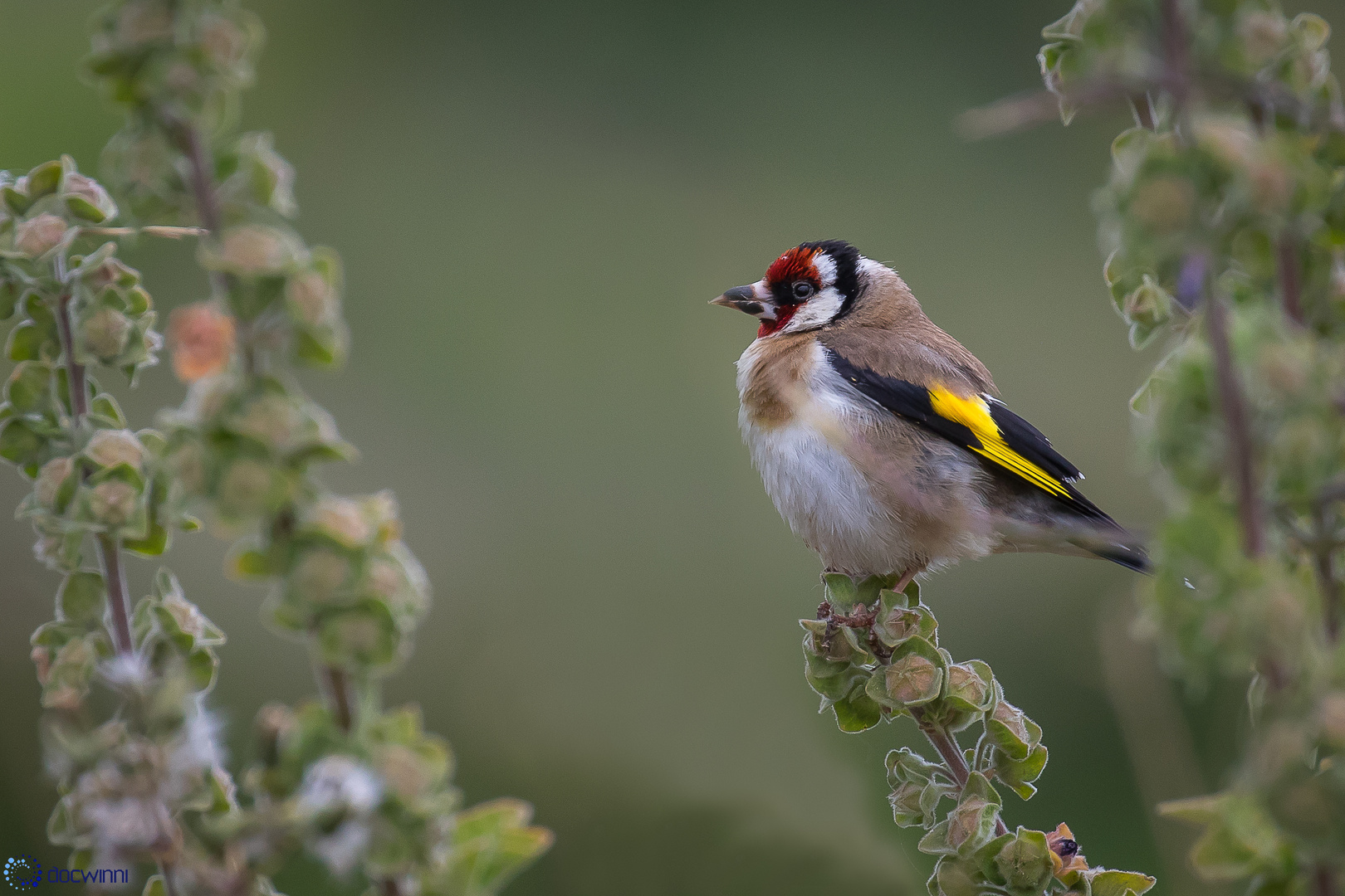 Distelfink Foto & Bild | nature, outdoor, natur Bilder auf fotocommunity