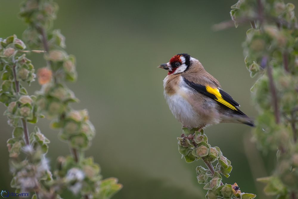 Distelfink Foto & Bild | nature, outdoor, natur Bilder auf fotocommunity