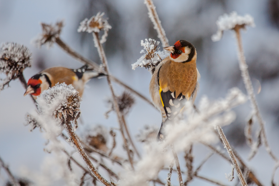 Distelfink Foto & Bild | tiere, wildlife, wild lebende vögel Bilder auf ...