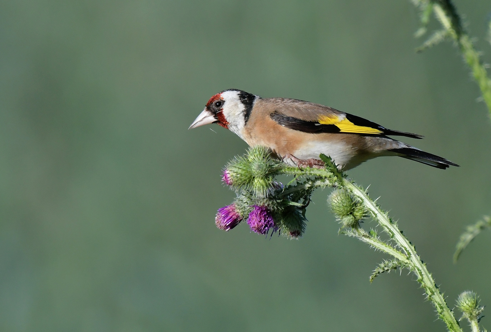 Distelfink Foto & Bild | natur, blüten, hessen Bilder auf fotocommunity
