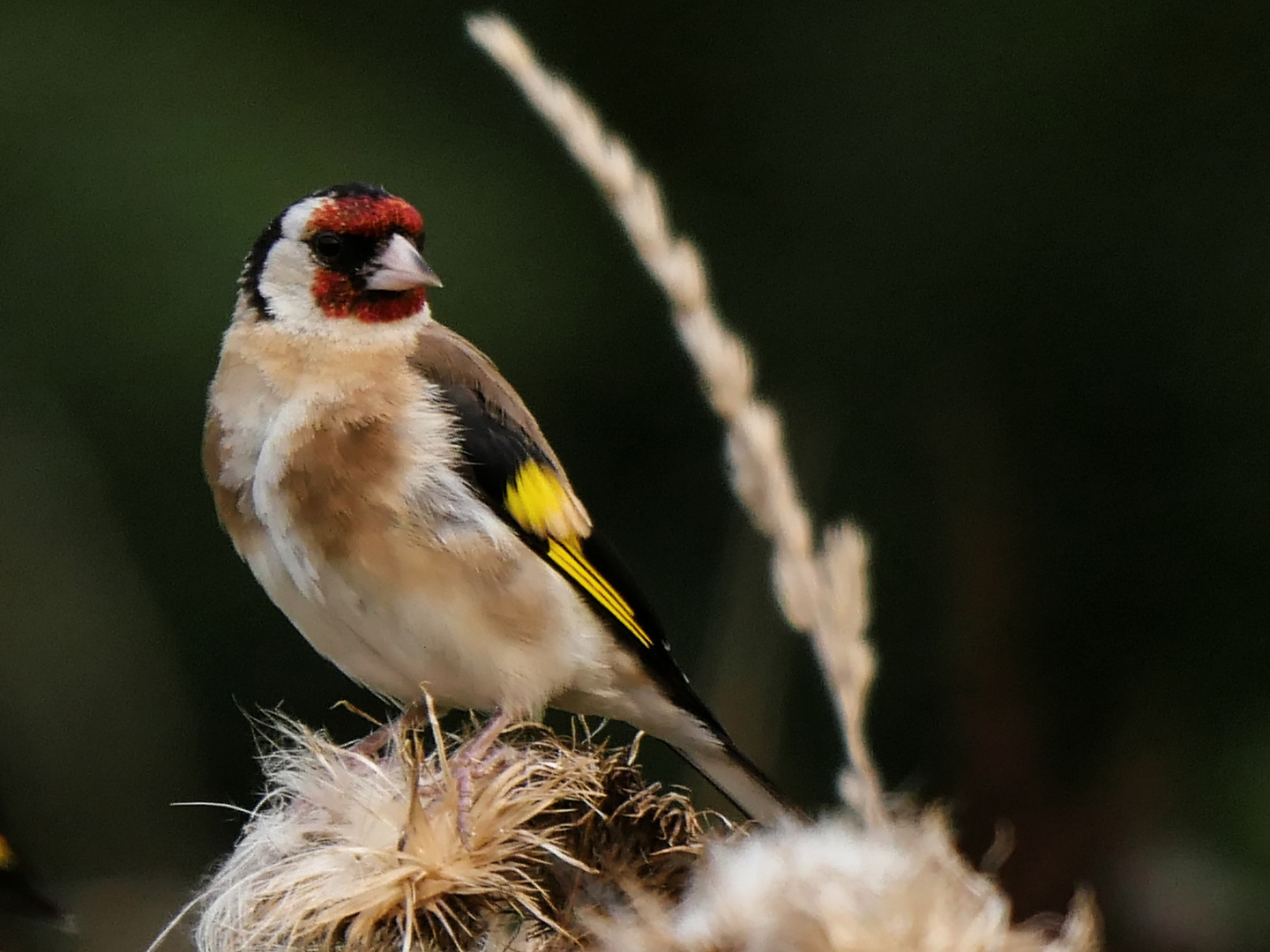 Distelfink Foto & Bild | natur, vögel, wildlife Bilder auf fotocommunity