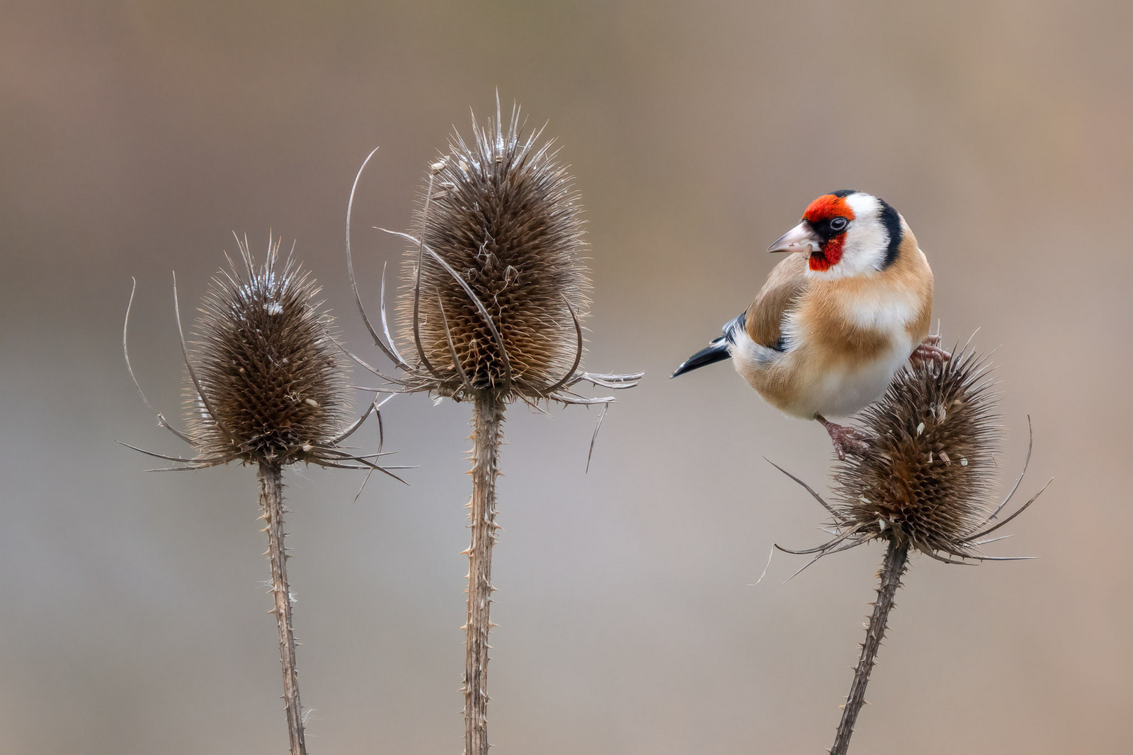 Distelfink Foto & Bild | tiere, wildlife, wild lebende vögel Bilder auf ...