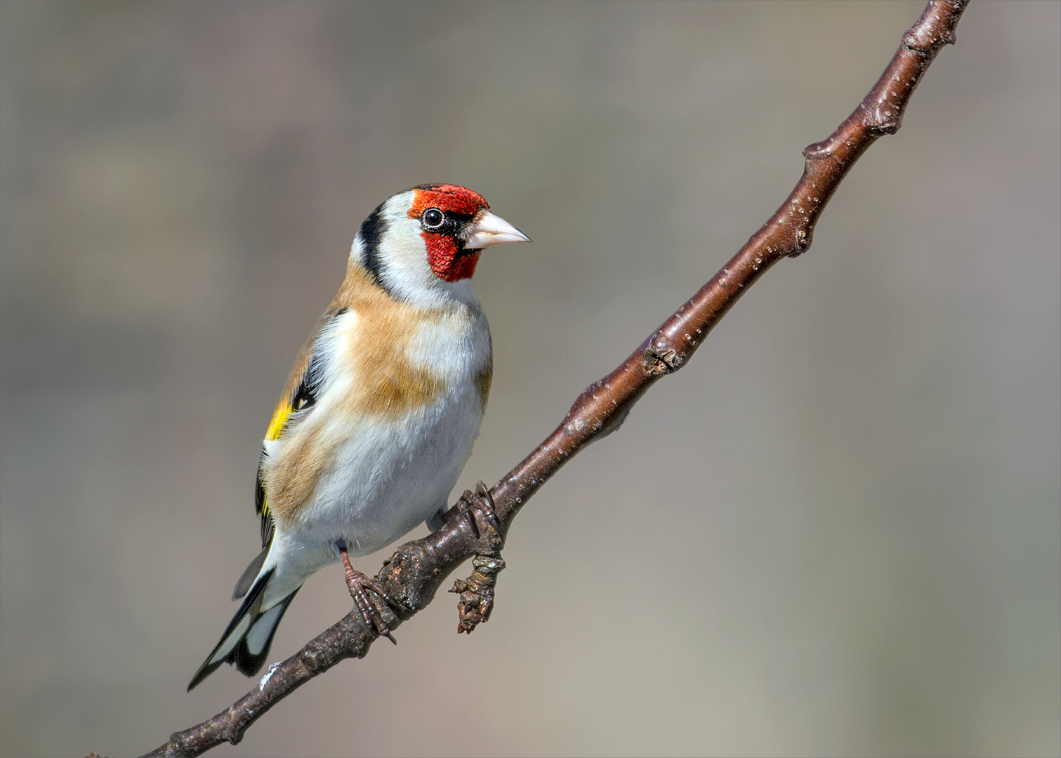 Distelfink Foto & Bild | natur, tiere, vögel Bilder auf fotocommunity