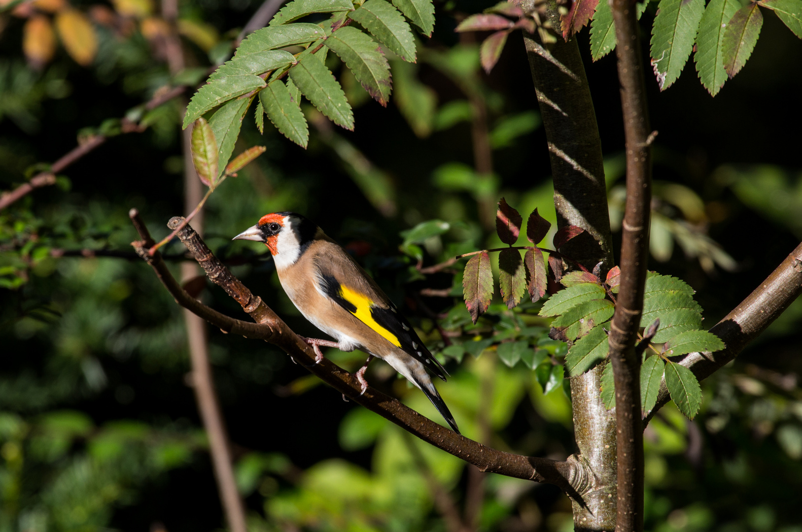 Distelfink Foto & Bild | tiere, wildlife, wild lebende vögel Bilder auf ...