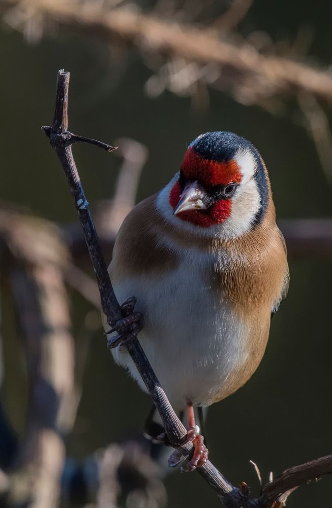 Distelfink Foto & Bild | nature, outdoor, natur Bilder auf fotocommunity