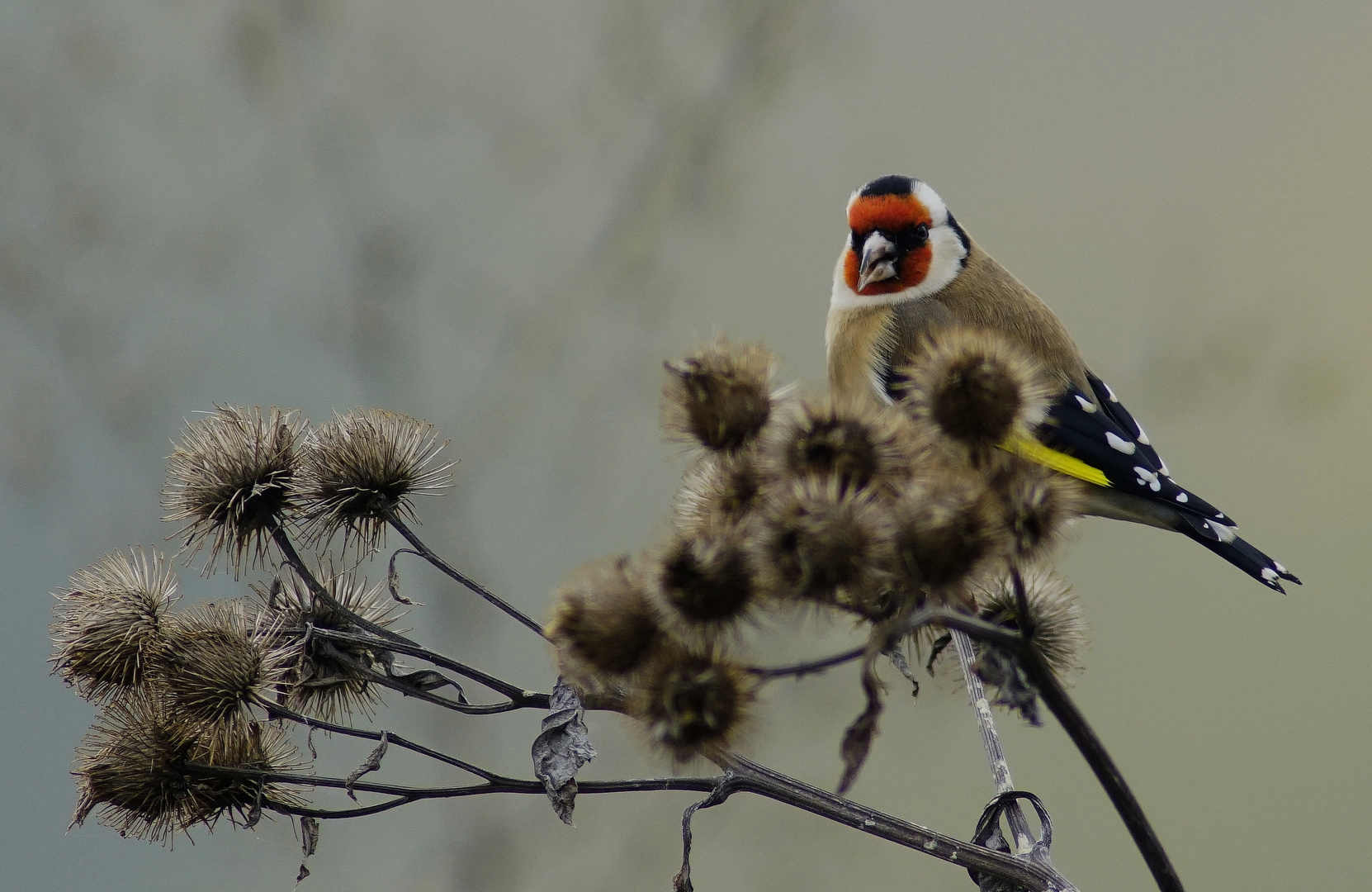 Distelfink. Foto & Bild | natur, tiere, vögel Bilder auf fotocommunity