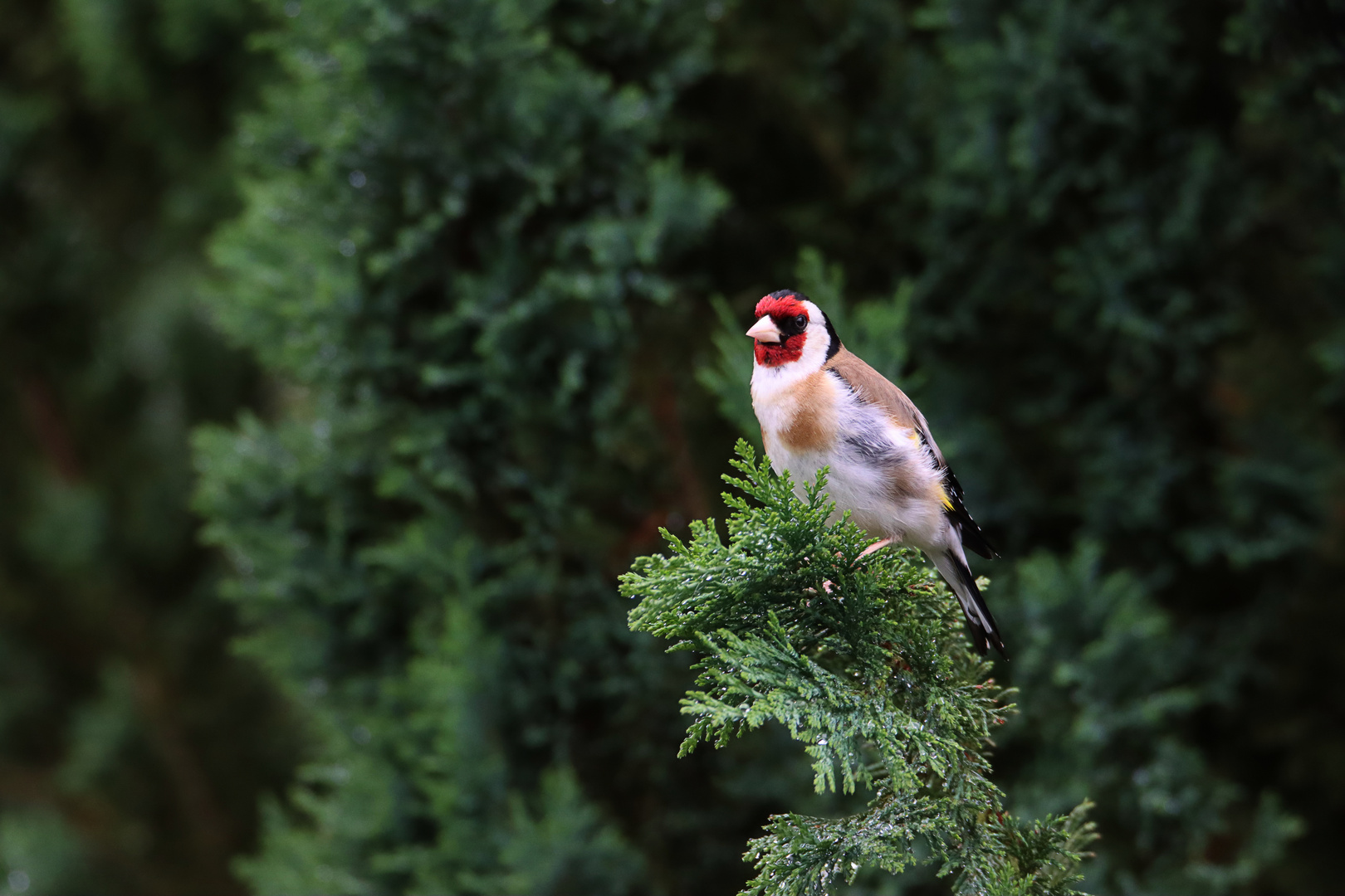 Distelfink Foto & Bild | tiere, wildlife, wild lebende vögel Bilder auf ...