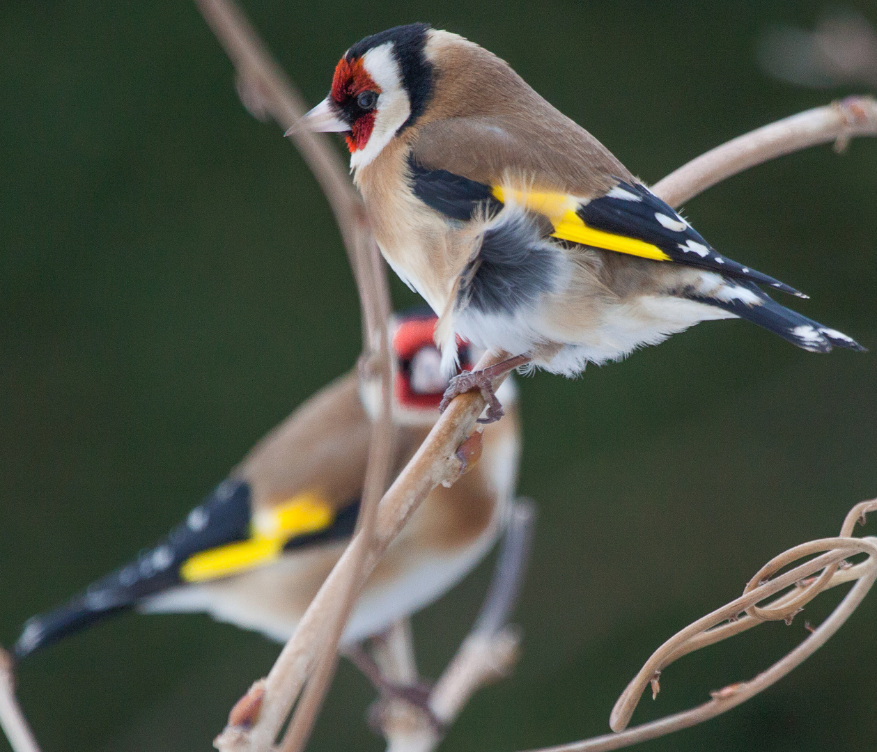 Distelfink Foto & Bild | tiere, wildlife, wild lebende vögel Bilder auf ...