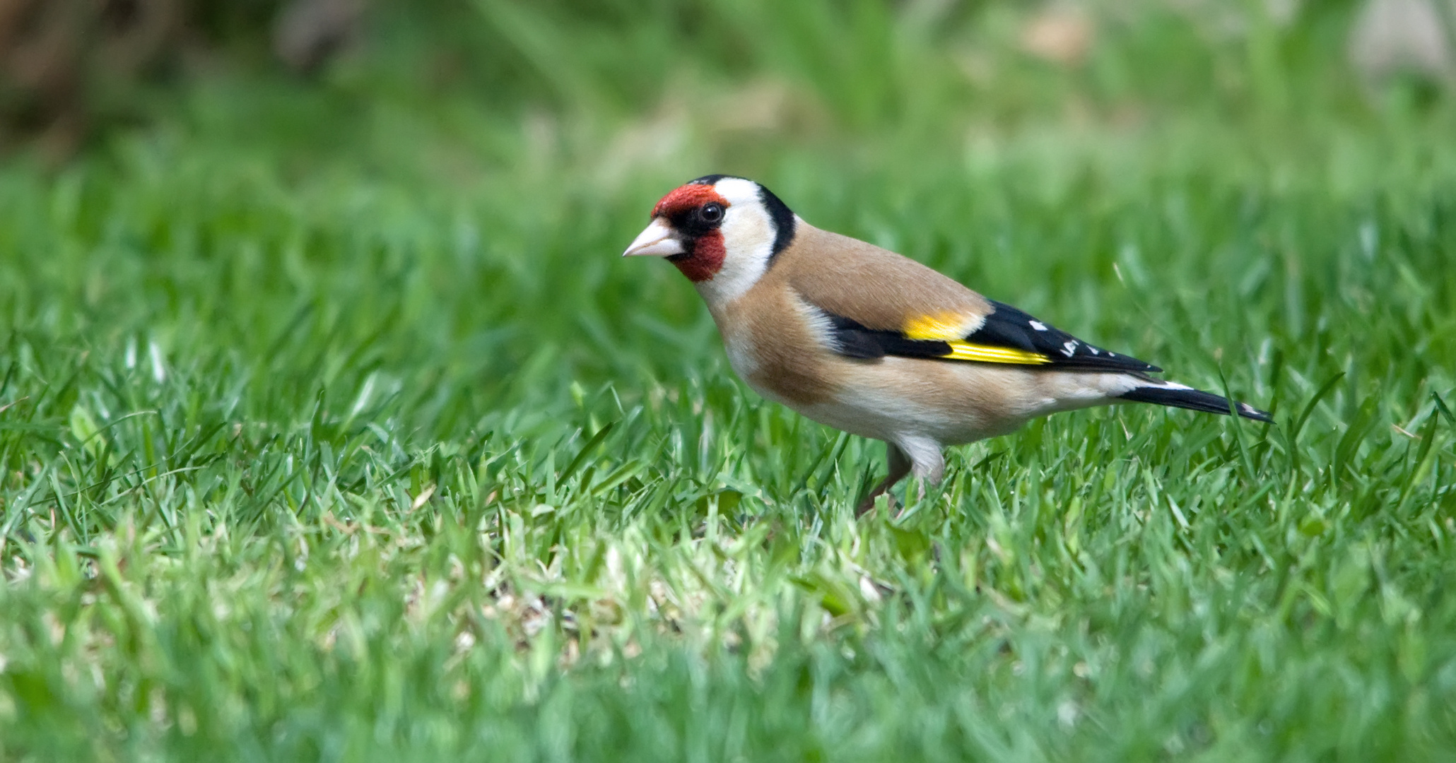 Distelfink Foto & Bild | berlin, natur, vögel Bilder auf fotocommunity