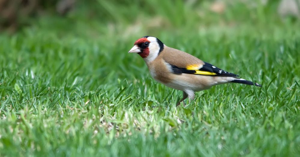 Distelfink Foto & Bild | berlin, natur, vögel Bilder auf fotocommunity