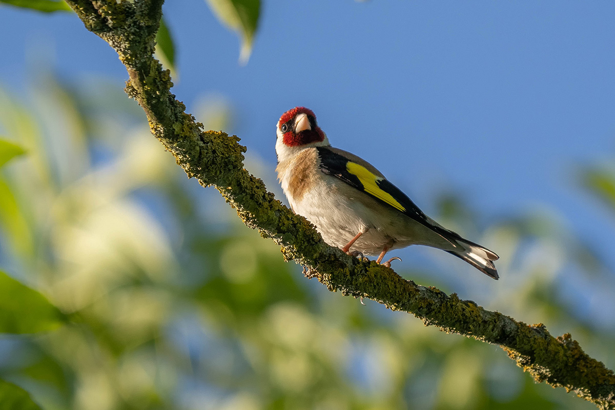 Distelfink Foto & Bild | natur, tiere, vögel Bilder auf fotocommunity