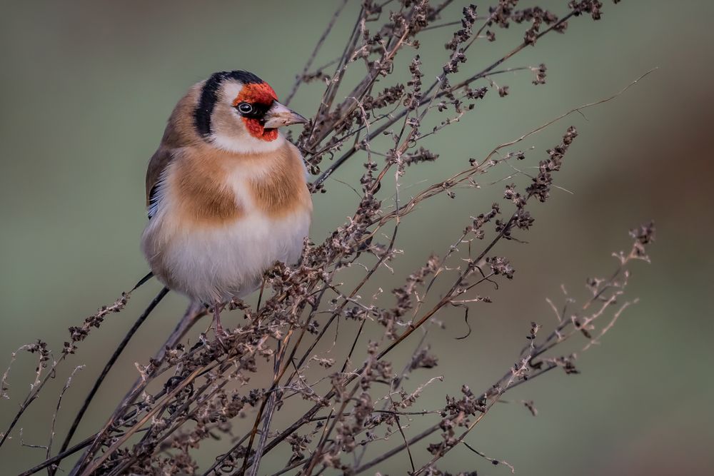 Distelfink Foto & Bild | tiere, wildlife, wild lebende vögel Bilder auf ...