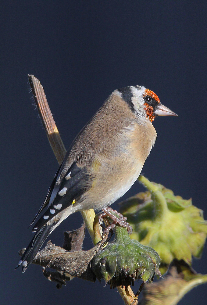 Distelfink Foto & Bild | tiere, wildlife, wild lebende vögel Bilder auf ...